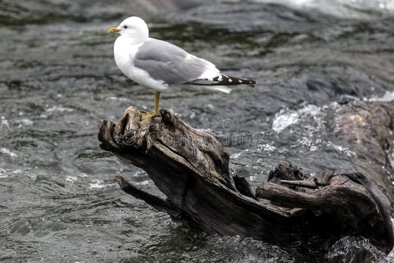 Sea Gulls Brooks Falls Alaska Stock Photo - Image of snag, river: 91190504