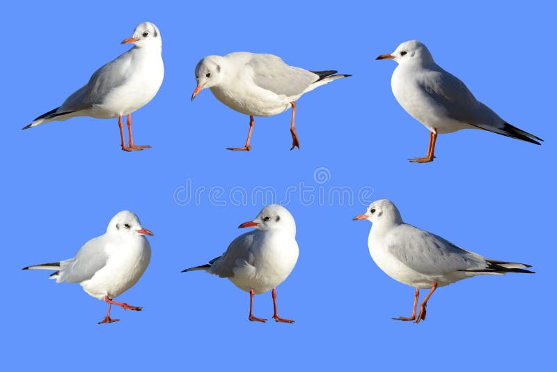 Sea-gulls in Different Poses Stock Image - Image of isolated, gull ...