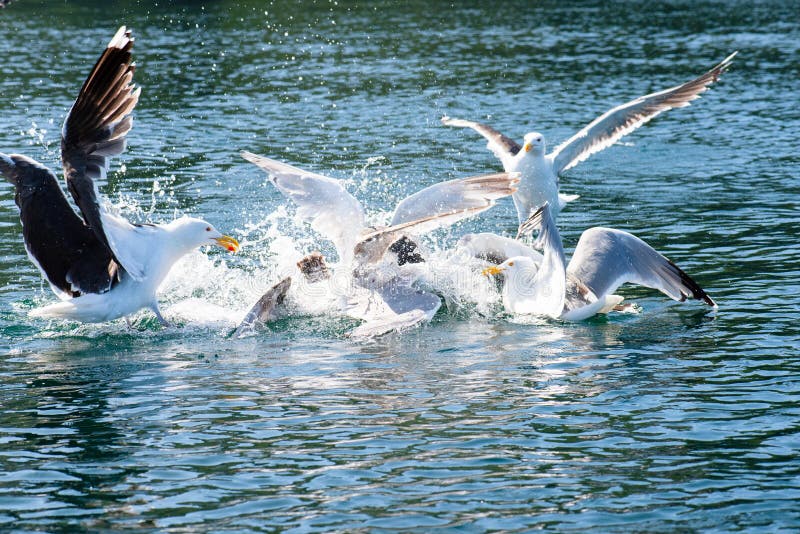 Sea Gulls Fighting Over Food at Sea.. Stock Photo - Image of nature ...