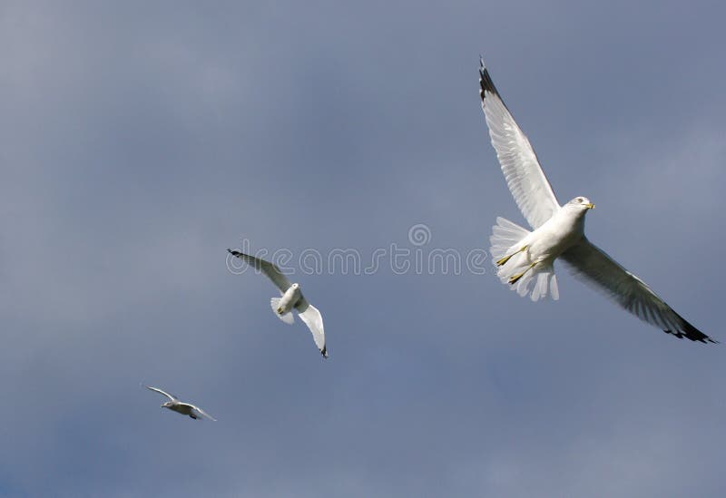 Sea gulls in flight stock photo. Image of three, gulls - 54613532