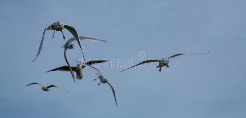 Sea Gulls flying stock photo. Image of feather, daylight - 40186722