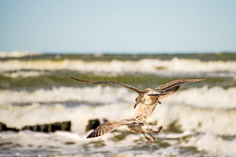 Sea Gulls Flying Over Beach of the Baltic Sea Stock Photo - Image of ...
