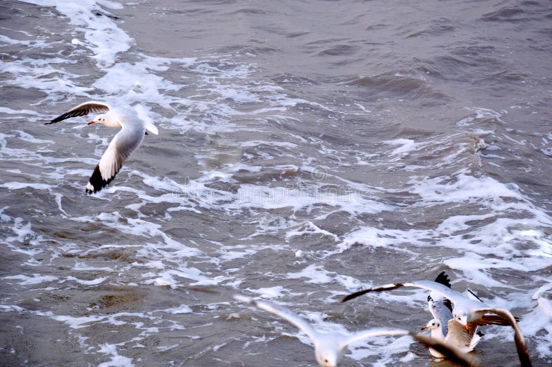 Sea Gulls Flying in the Sky. Stock Image - Image of atlantic, ferry ...
