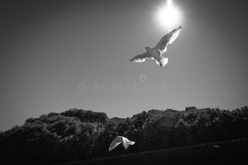 Sea gulls stock photo. Image of gull, sunshine, wood - 33609026