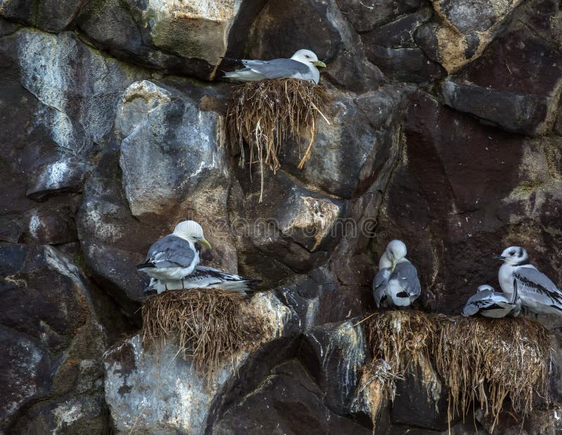 Sea Gulls Nest on the Cliffs of Pacific Ocean. Stock Photo - Image of ...
