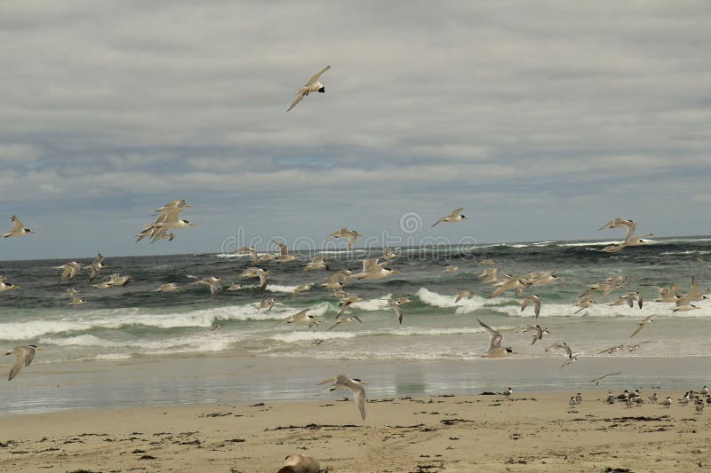 Sea gulls and strong wind stock photo. Image of shore - 270917574