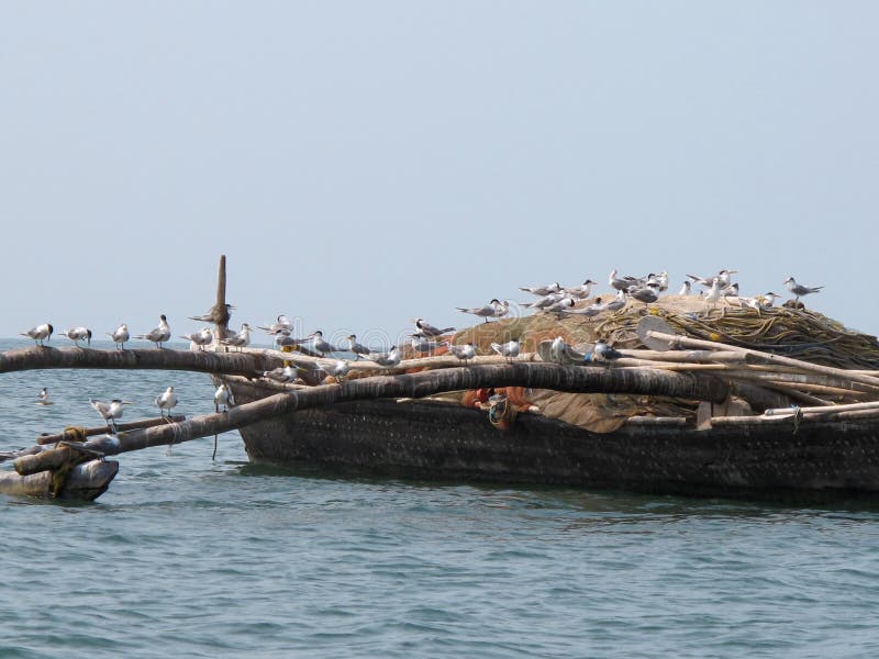 Sea Gulls Sunbathing, Tarkarli Beach, Konkan Stock Photo - Image of ...