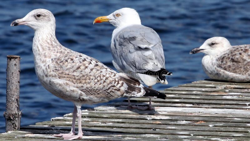 Sea guls stock image. Image of nature, water, ocean, gull - 10625233