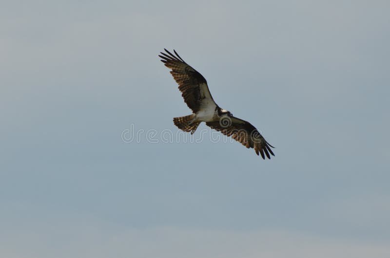 Sea Hawk with His Wings Extended Stock Image - Image of nest, flight ...