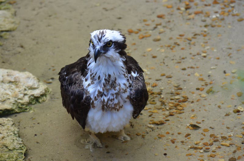Sea Hawk Standing in Shallow Water Stock Photo - Image of wings ...
