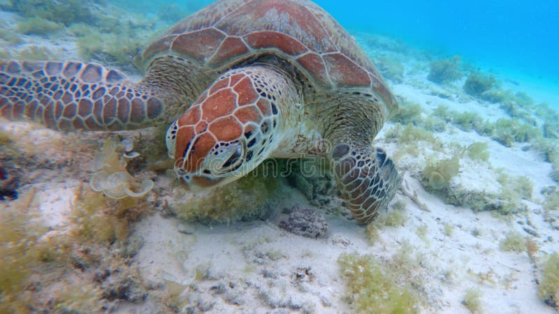 Sea Hawk Turtle Chewing Algae on the Sandy Reef Bottom of the Ocean. a ...