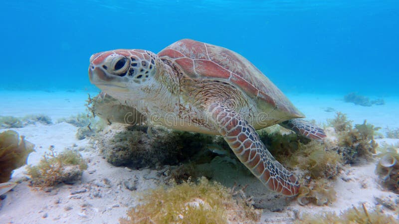 Sea Hawk Turtle Chewing Algae on the Sandy Reef Bottom of the Ocean. a ...