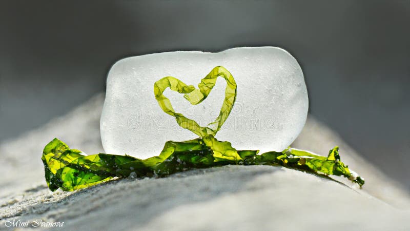 Sea Heart stock photo. Image of seaweed, heart, shadows - 96892264