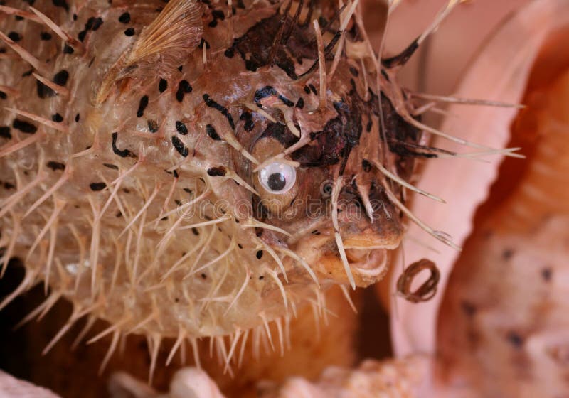 Sea-hedgehog stock image. Image of fauna, fish, underwater - 15975951