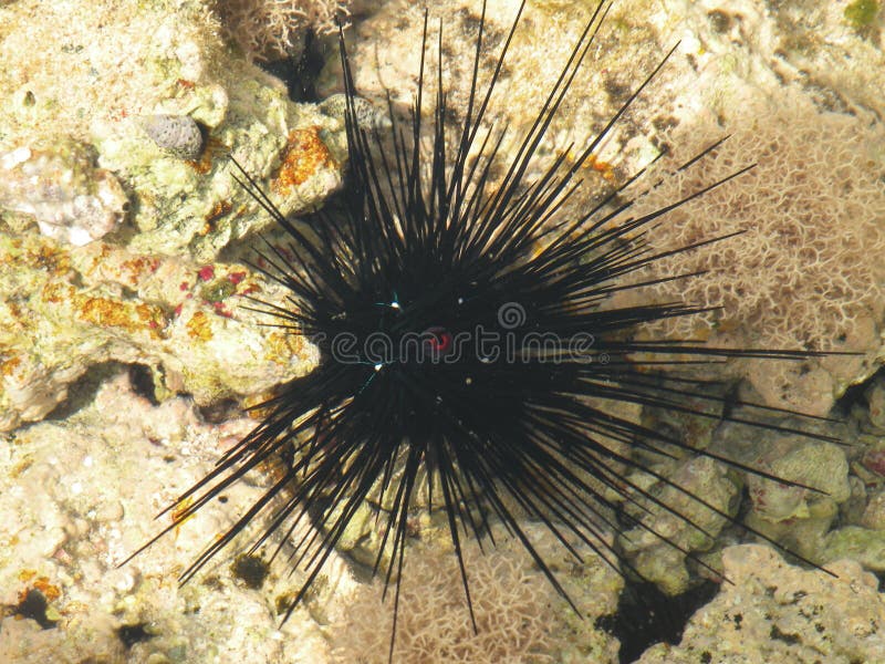 Sea-hedgehog stock image. Image of environment, spine - 9168569