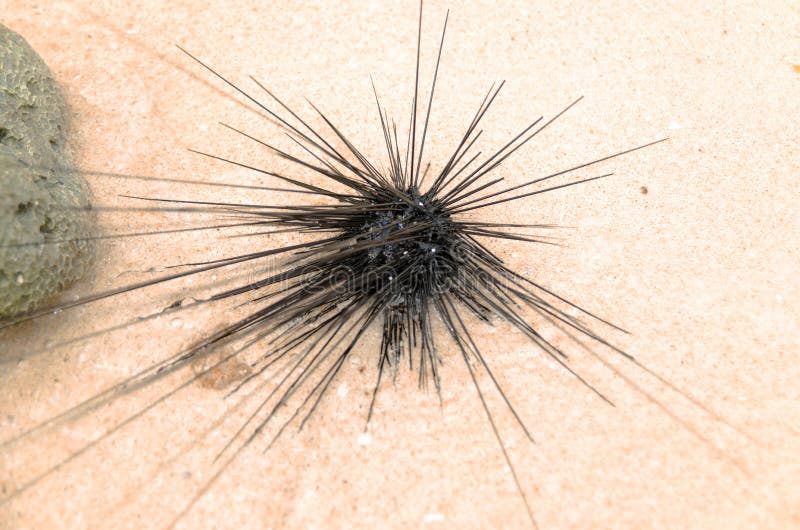 Sea Hedgehog on the Beach 2015 Stock Image - Image of depth, acute ...