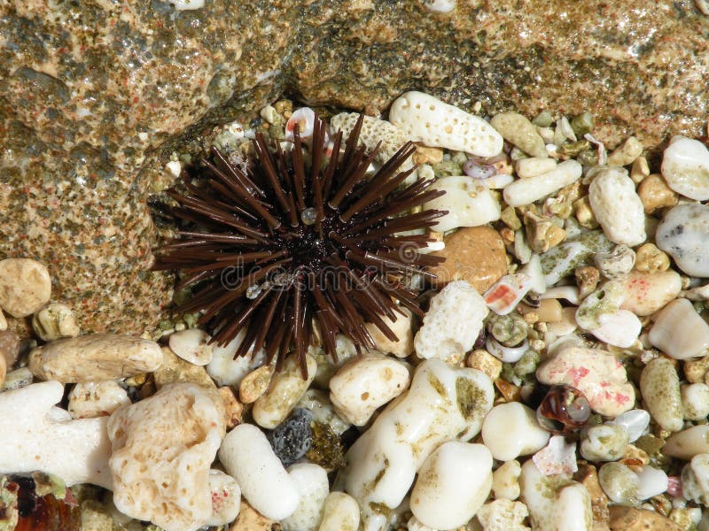 Sea-hedgehog stock image. Image of environment, spine - 9168569