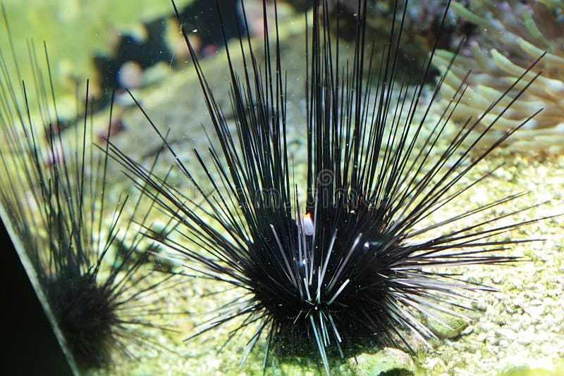 Sea hedgehog editorial photo. Image of europe, aquarium - 80049951