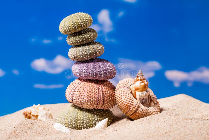 Sea Hedgehog Shells on Sand and Blue Sky Background Stock Photo - Image ...