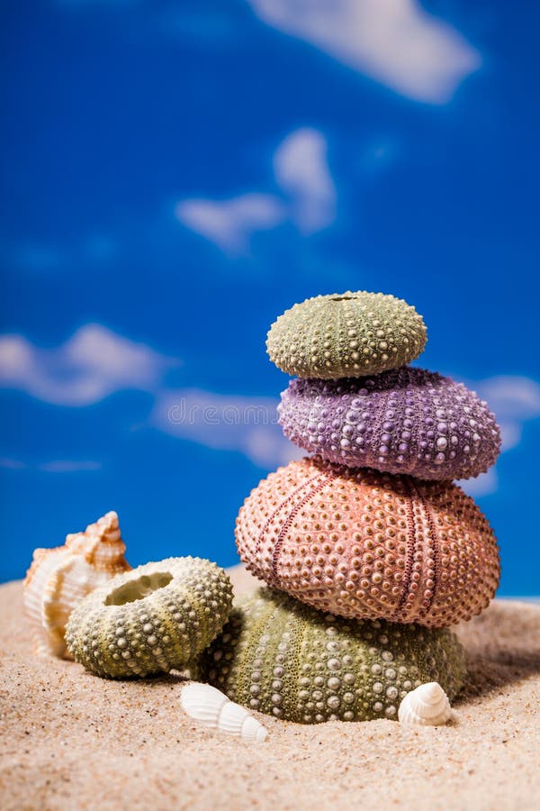 Sea Hedgehog Shells on Sand and Blue Sky Background Stock Photo - Image ...