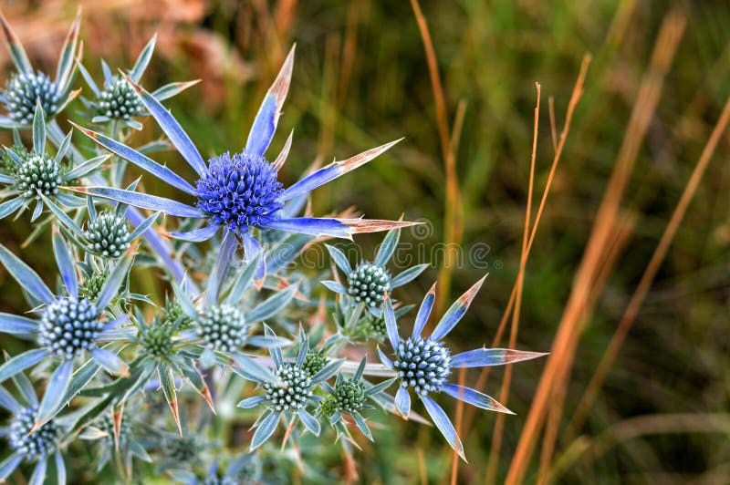 Blue Eryngium Planum or Sea Holly Thistles. Blue Eryngo Flowers Stock ...