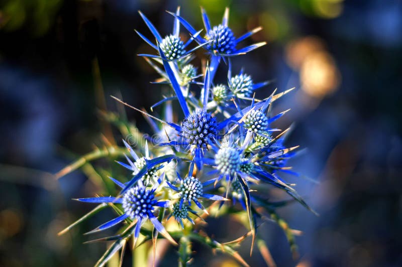 Blue Eryngium Planum or Sea Holly Thistles. Blue Eryngo Flowers Stock ...