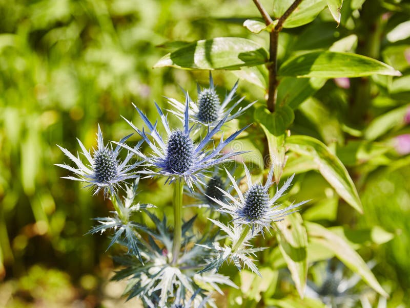 Sea Holly stock photo. Image of holly, agrimony, decorative - 189216898