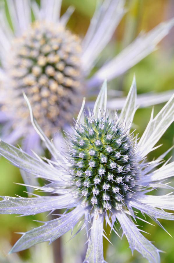 Sea Holly flower Closeup stock image. Image of bracts - 23765619
