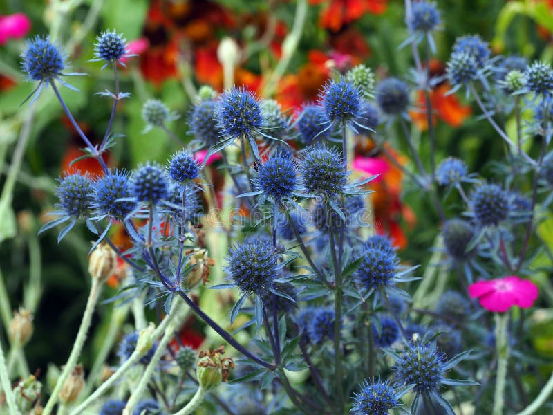 Sea Holly stock image. Image of holly, plant, summer - 75596299