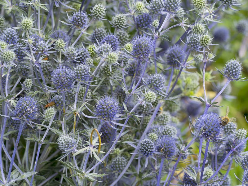 Sea Holly stock photo. Image of leaves, holly, blue, hardy - 74980084