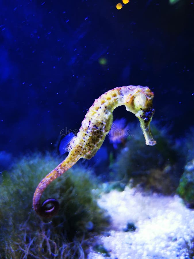 Sea horse fish stock photo. Image of beautiful, animal - 275714742