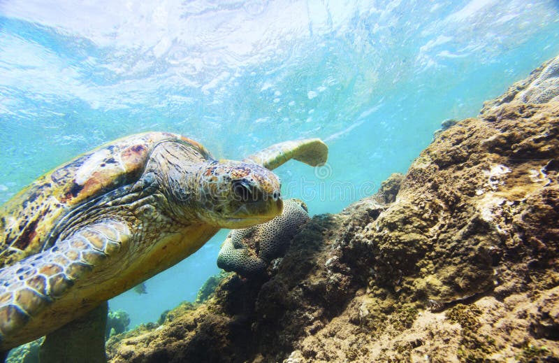 Of the sea stock photo. Image of amazing, indonesian - 57384128