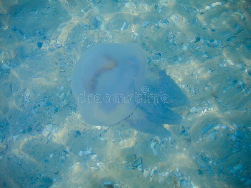 Sea life and nature stock photo. Image of meal, green - 186520228