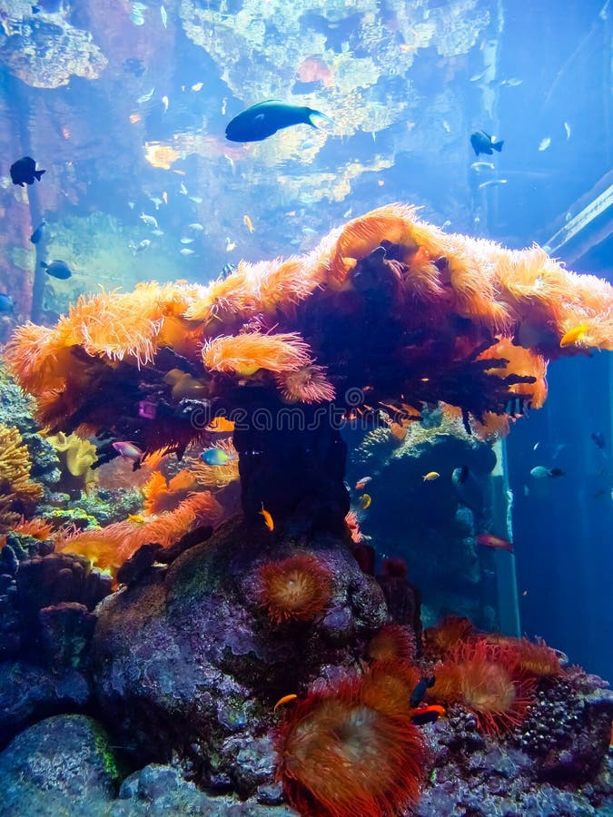 Sea Invertebrates stock photo. Image of colour, aquamarine - 50820178