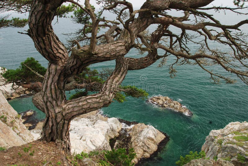 Sea of Japan, Primorye, Russia Stock Photo - Image of coast, ecology ...
