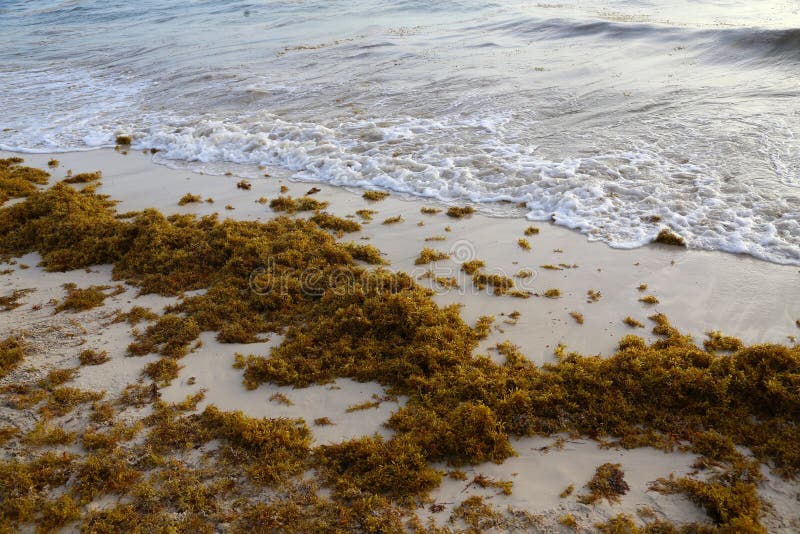Sea Kelp is Stranded on the Beaches Stock Photo - Image of cana, male ...