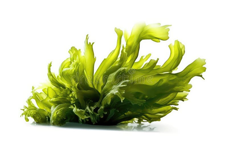 Sea Lettuce Algae on White Background. Generative AI Stock Illustration ...