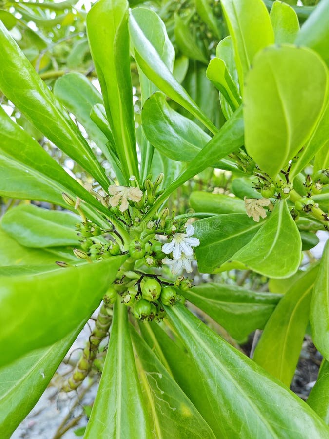 Lettucetree Stock Photos - Free & Royalty-Free Stock Photos from Dreamstime