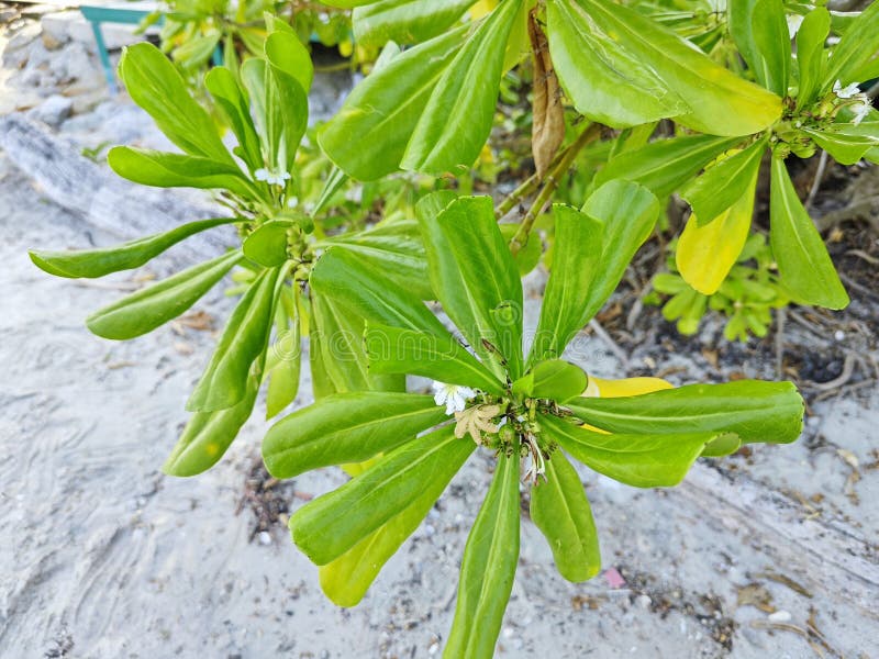 Lettucetree Stock Photos - Free & Royalty-Free Stock Photos from Dreamstime