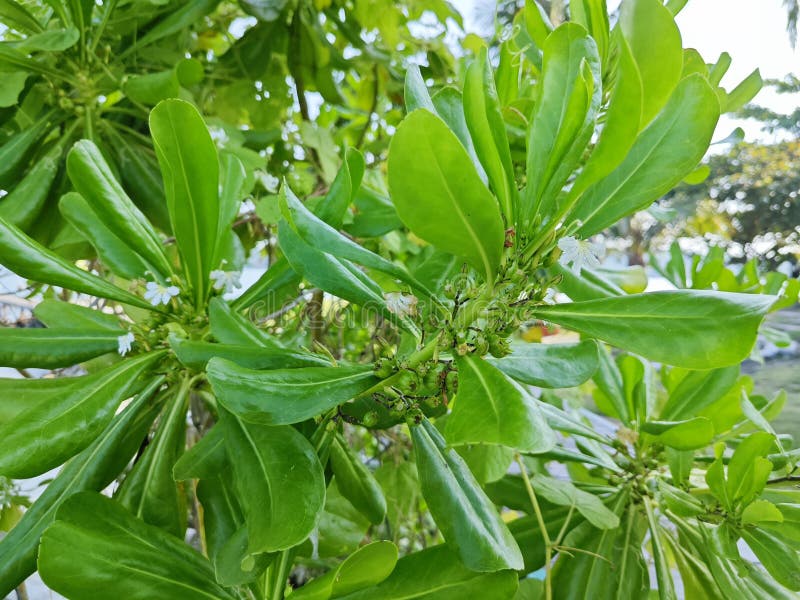 Lettucetree Stock Photos - Free & Royalty-Free Stock Photos from Dreamstime