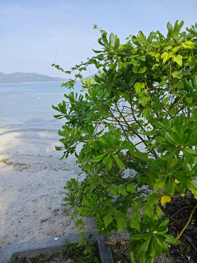 Lettucetree Stock Photos - Free & Royalty-Free Stock Photos from Dreamstime