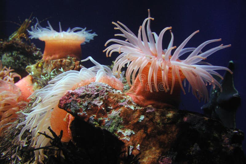 Sea life stock image. Image of anemon, aquarium, swimming - 3343327