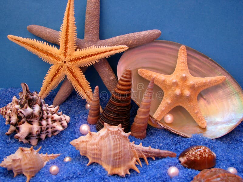 Sea Shells, Sea Star on Beach Stock Image - Image of collection ...