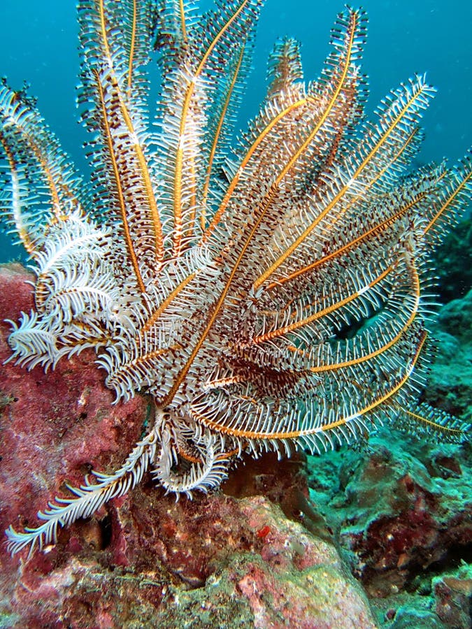 Sea Life in the Coral Reef stock photo. Image of caribbean - 4639804