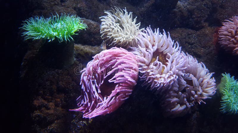 Sea life stock image. Image of exhibit, life, colorful - 126980541