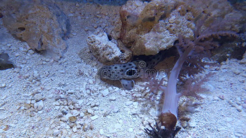 Sea life stock photo. Image of life, exhibit, nature - 126980570