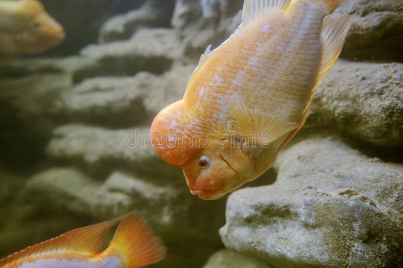 Sea Life: Exotic Tropical Coral Reef Stock Photo - Image of marine ...