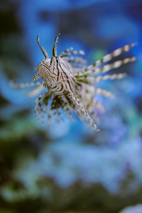 Sea Life: Exotic Tropical Coral Reef Stock Image - Image of saltwater ...