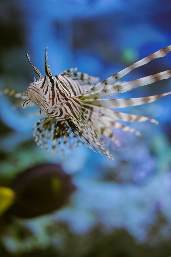 Sea Life: Exotic Tropical Coral Reef Stock Photo - Image of saltwater ...