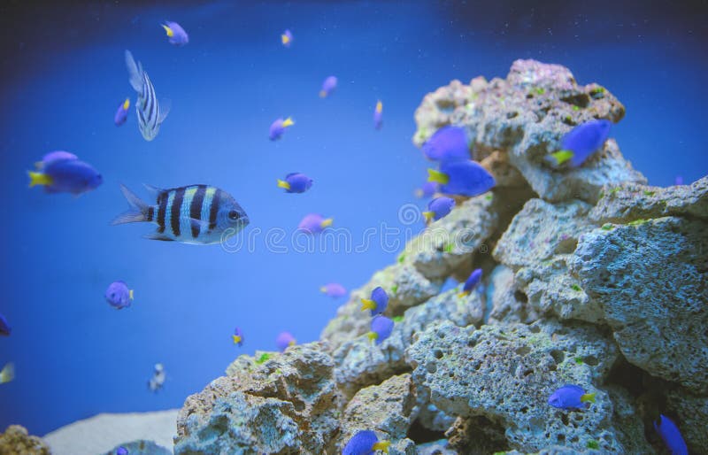 Sea Life: Exotic Tropical Coral Reef Stock Image - Image of travel ...